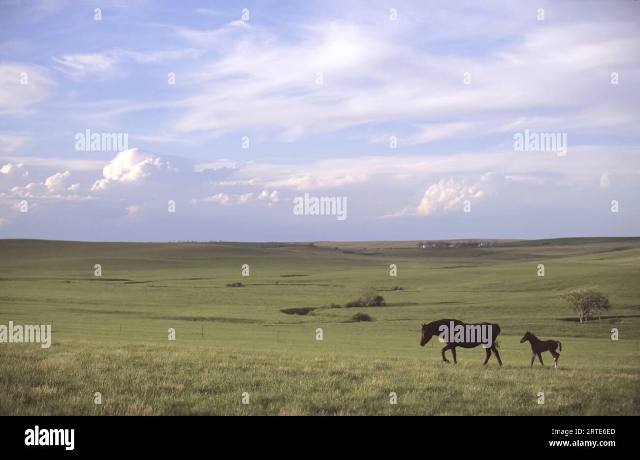Mare and foal walk away hi-res stock photography and images - Alamy