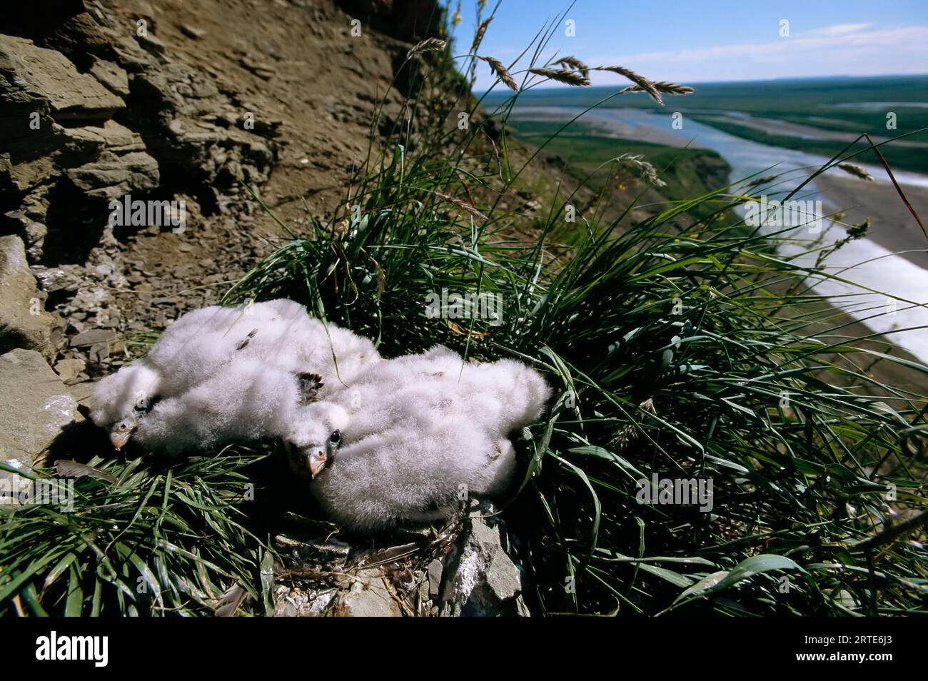 Two Peregrine falcon chicks (Falco Peregrinus) nest in the National ...