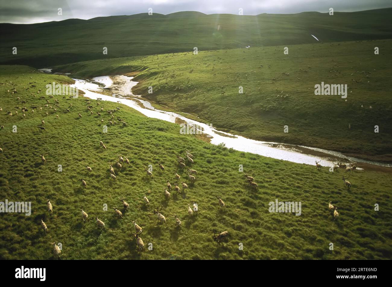 Caribou herd (Rangifer tarandus) meanders across the North Slope's Cape ...