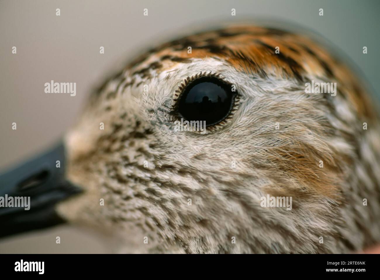 Birds feathers extreme close up hi-res stock photography and images - Alamy