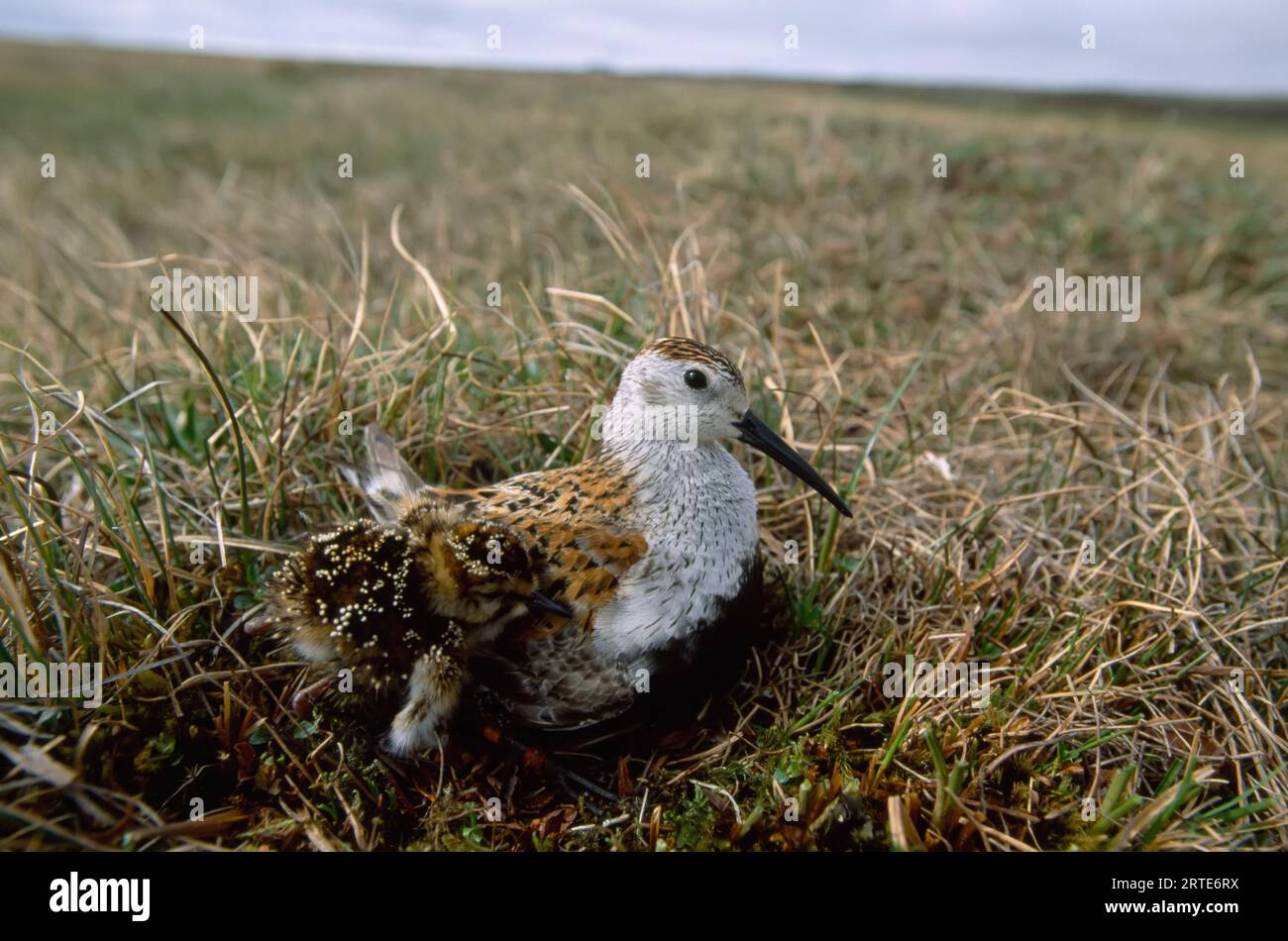 Dunlin sandpiper (Calidris alpina) on its nest on the tundra; North ...