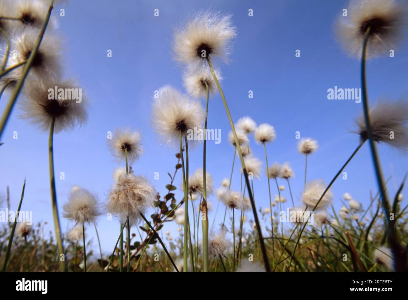 Seed pods in a field blowing in the wind against a blue sky; North ...
