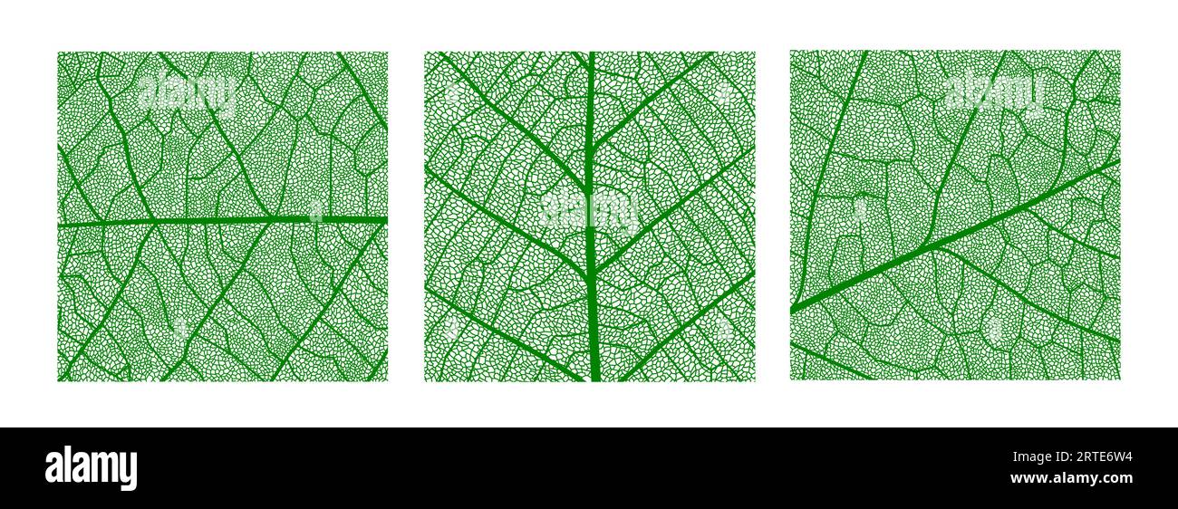 Plant leaf cells Cut Out Stock Images & Pictures - Alamy