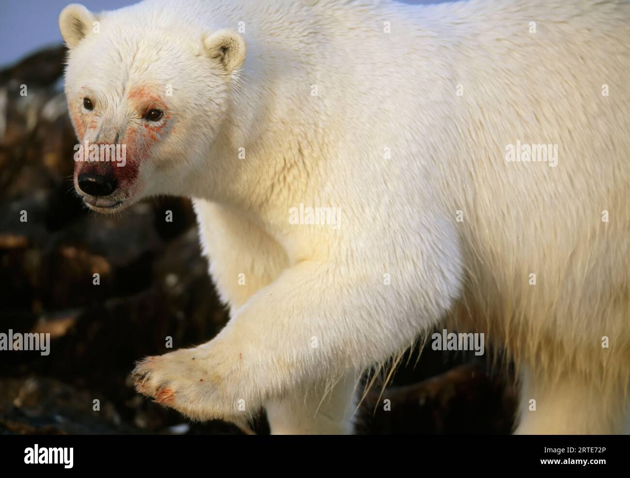 Polar bear (Ursus maritimus) with blood stained fur from a carcass ...