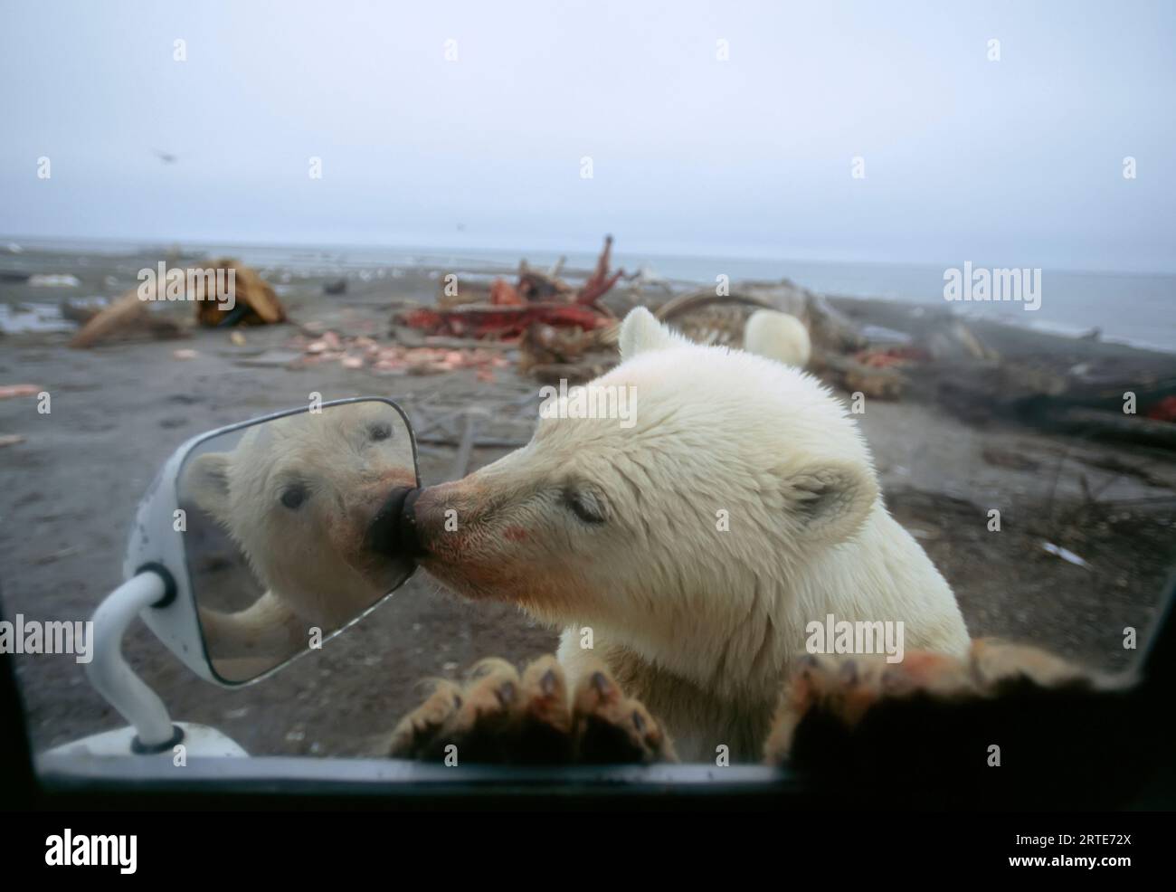 Polar bear (Ursus maritimus) looks into a rear view mirror of a vehicle ...