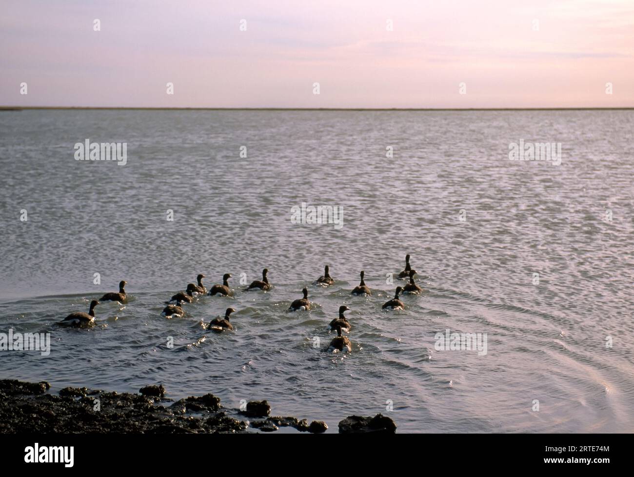Flock of Black brant geese (Branta bernicla nigricans) swimming away ...