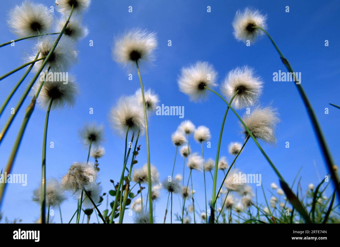 Blue seed pods hi-res stock photography and images - Alamy