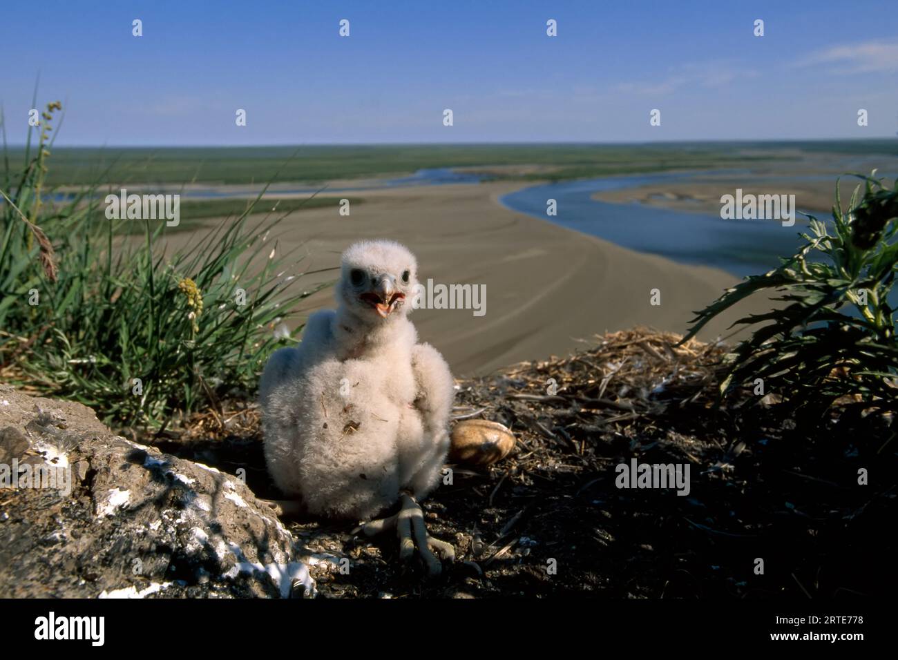 Arctic peregrine falcon chick (Falco peregrinus); North Slope, Alaska ...