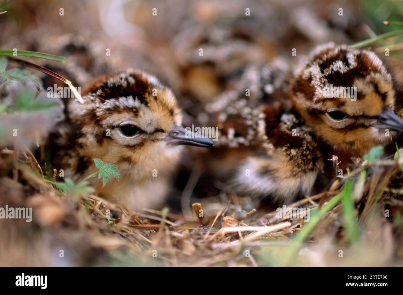 Two Dunlin sandpiper chicks (Calidris alpina) in a nest on the tundra ...