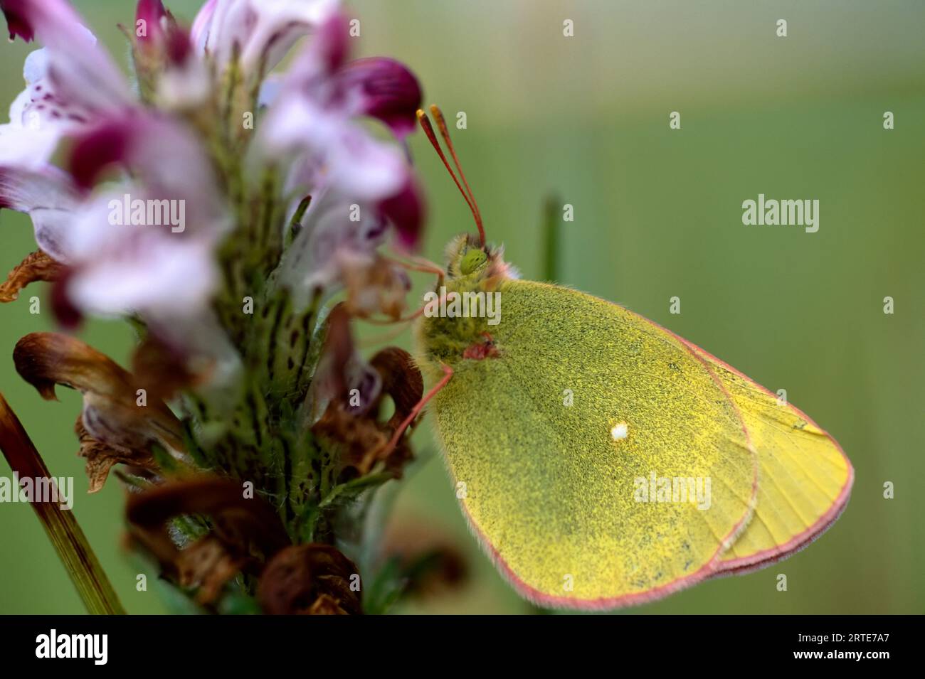 Alaska butterflies hi-res stock photography and images - Alamy