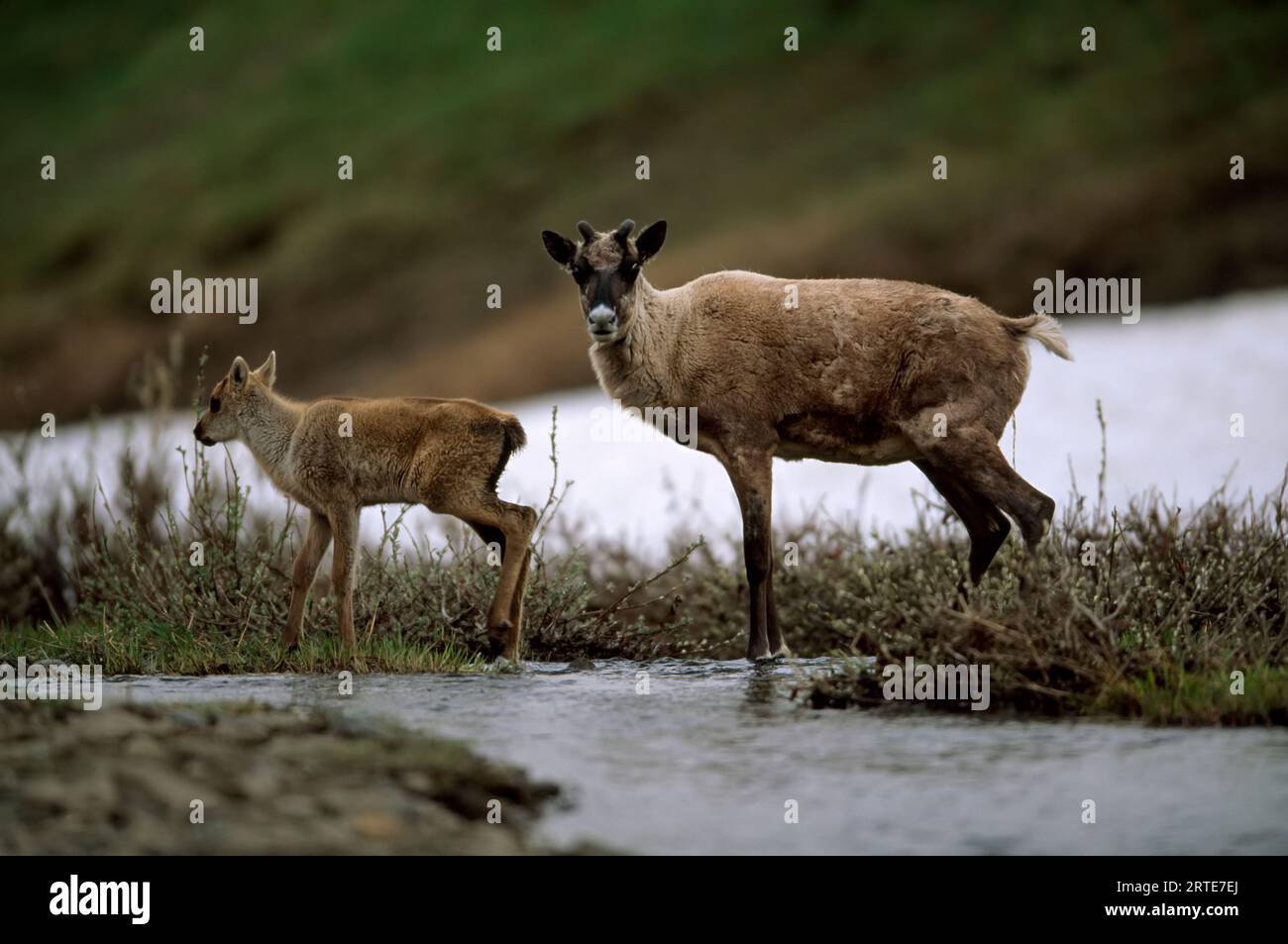 Caribou calf and its mother (Rangifer tarandus) crossing a river in the ...