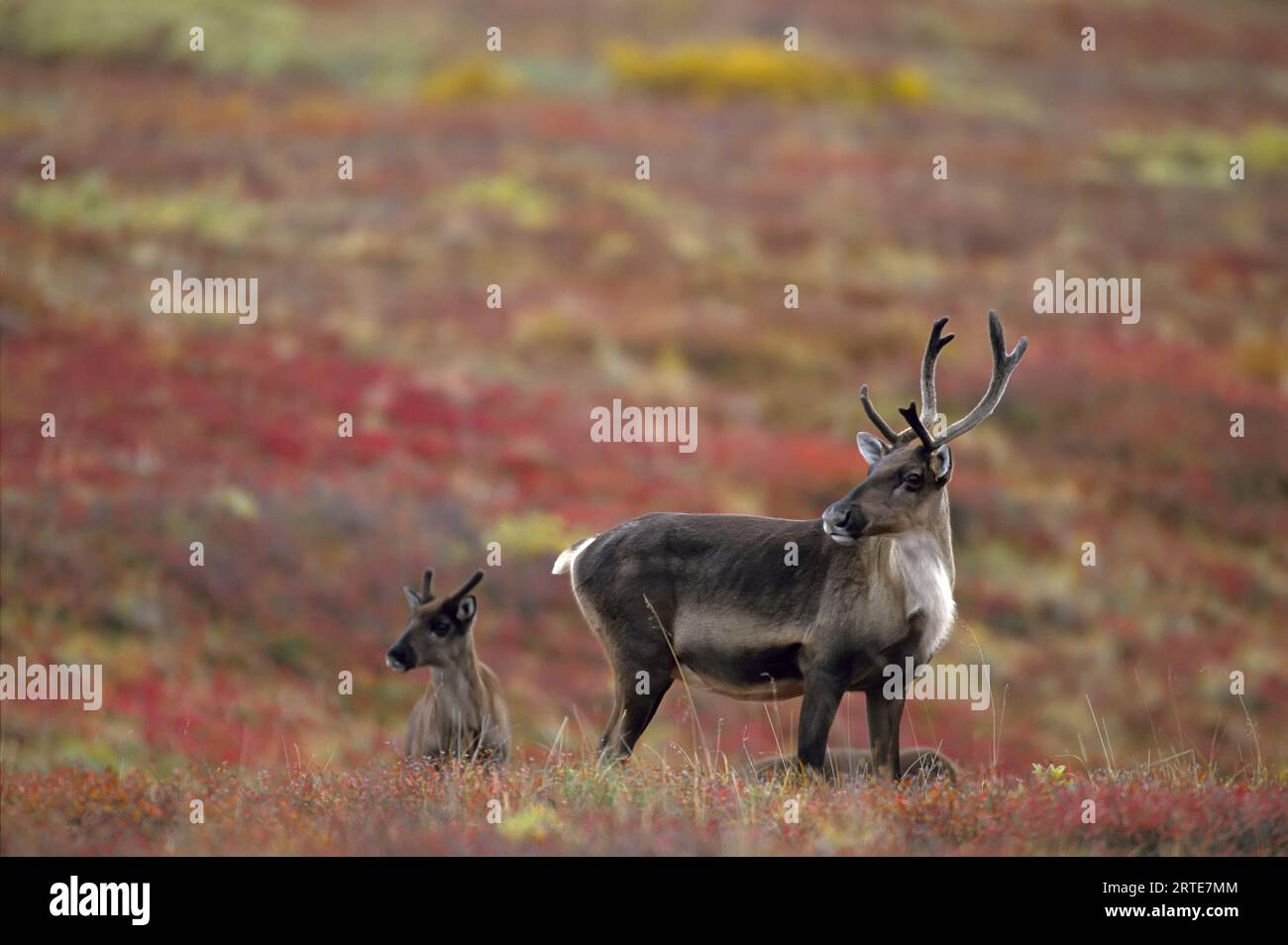 Caribou cow and calf (Rangifer tarandus) in Denali National Park's ...