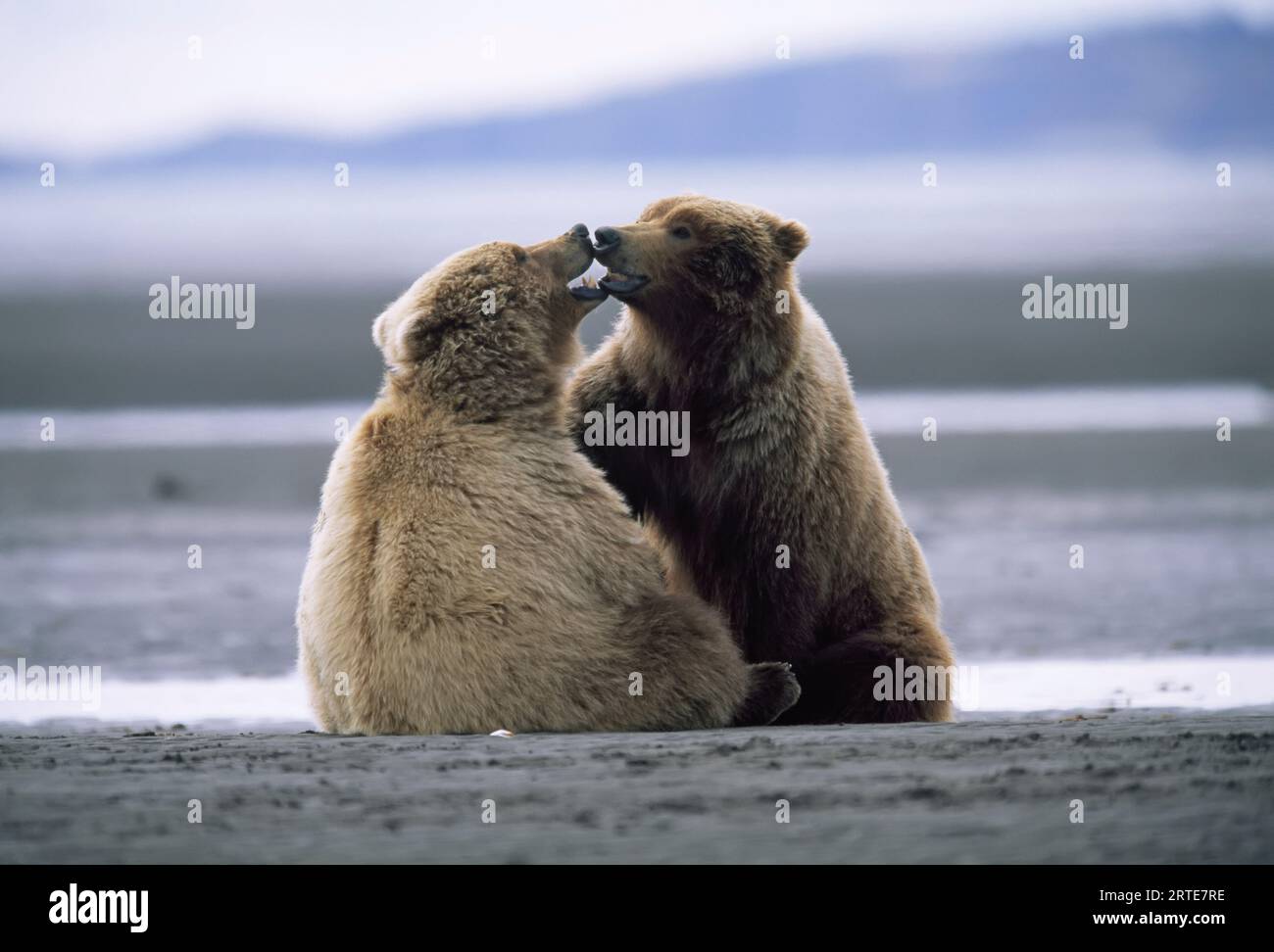 Two Grizzly bear cubs (Ursus arctos horribilis) showing affection as ...