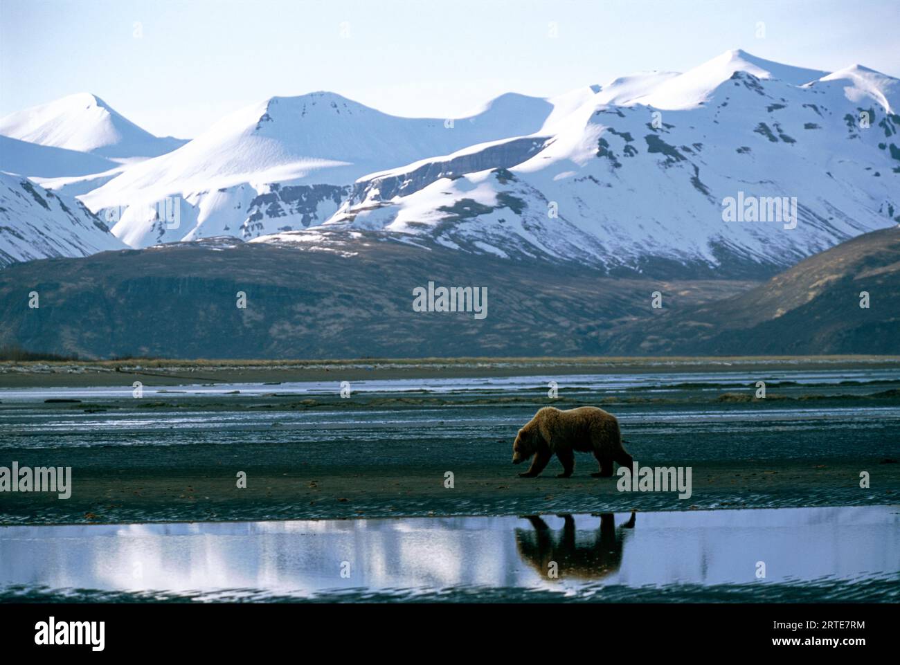 Lone grizzly bear walks on the shore of Hallo Bay reflected in the ice ...