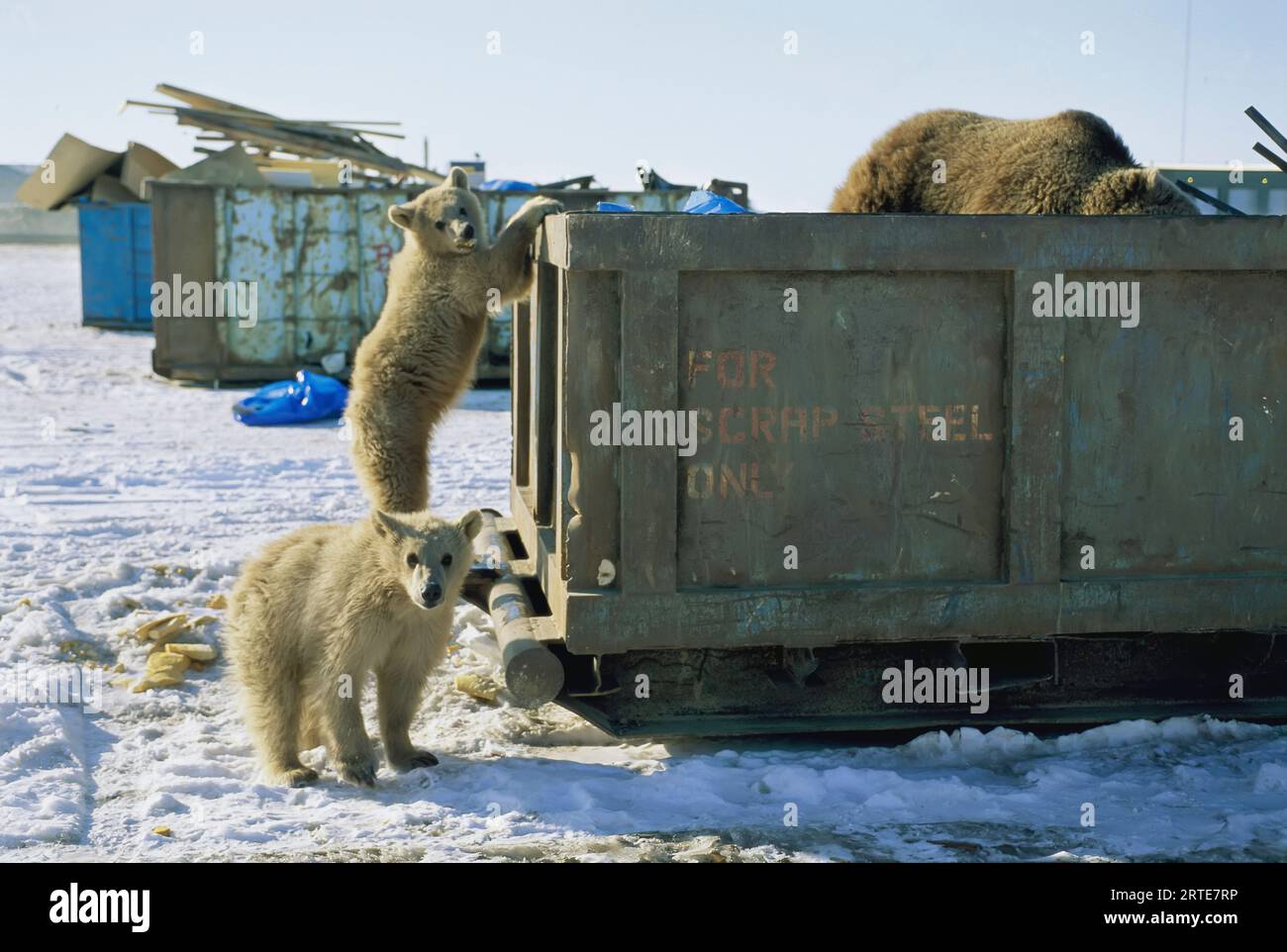 Grizzly bear and her twin cubs (Ursus arctos horribilis) scavenge ...