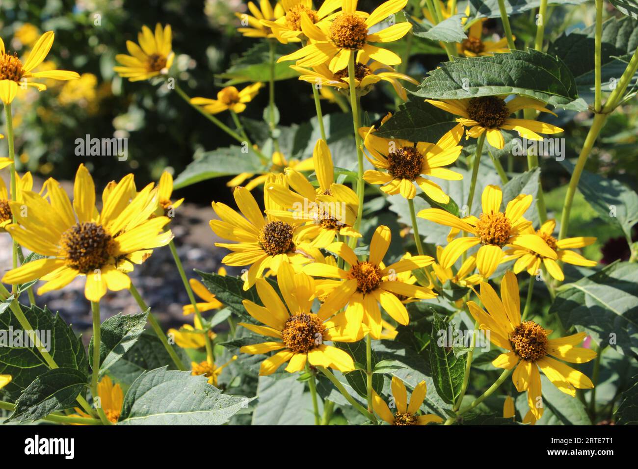 Amblyolepis setigera hi-res stock photography and images - Alamy