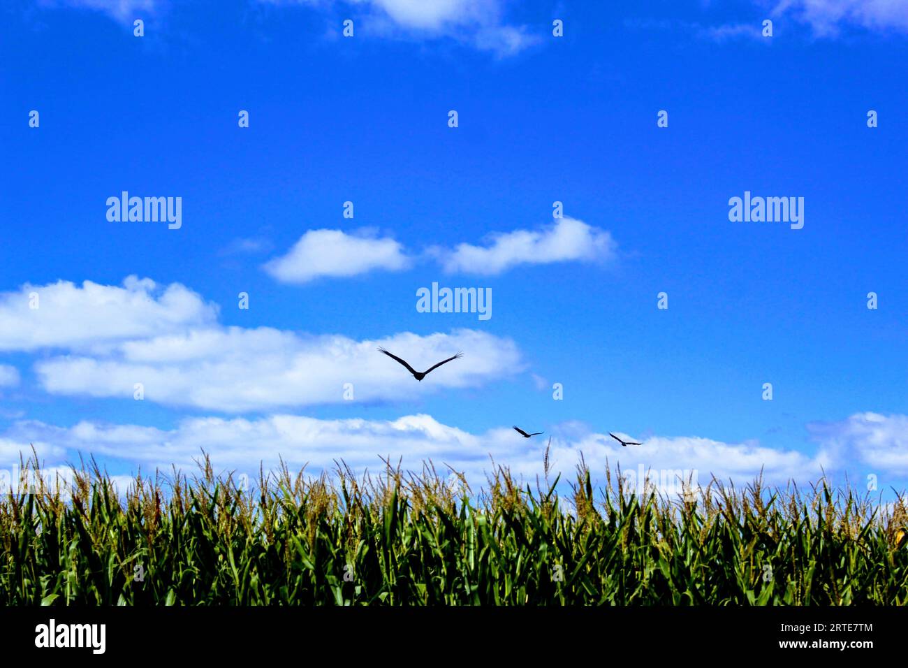 Flying over farm field hi-res stock photography and images - Alamy