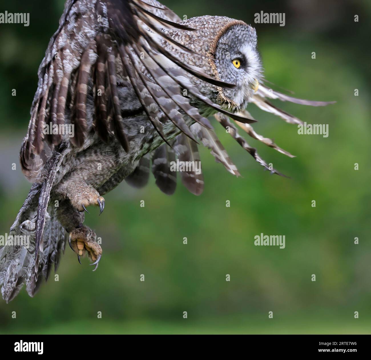 Great Grey Owl flying in the forest, Quebec, Canada Stock Photo - Alamy