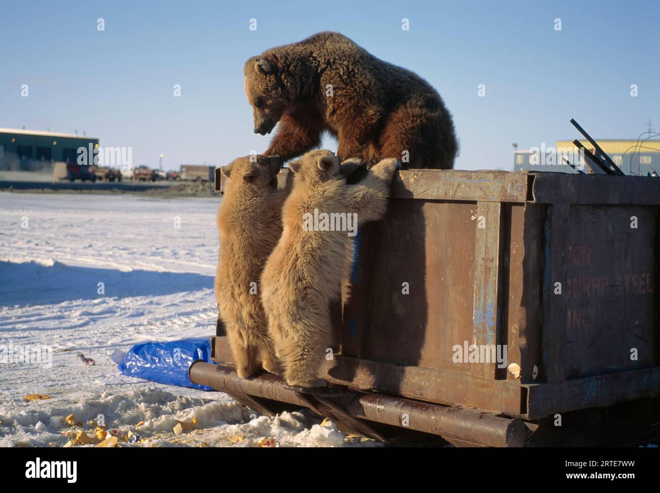 Animals in field full trash hi-res stock photography and images - Alamy