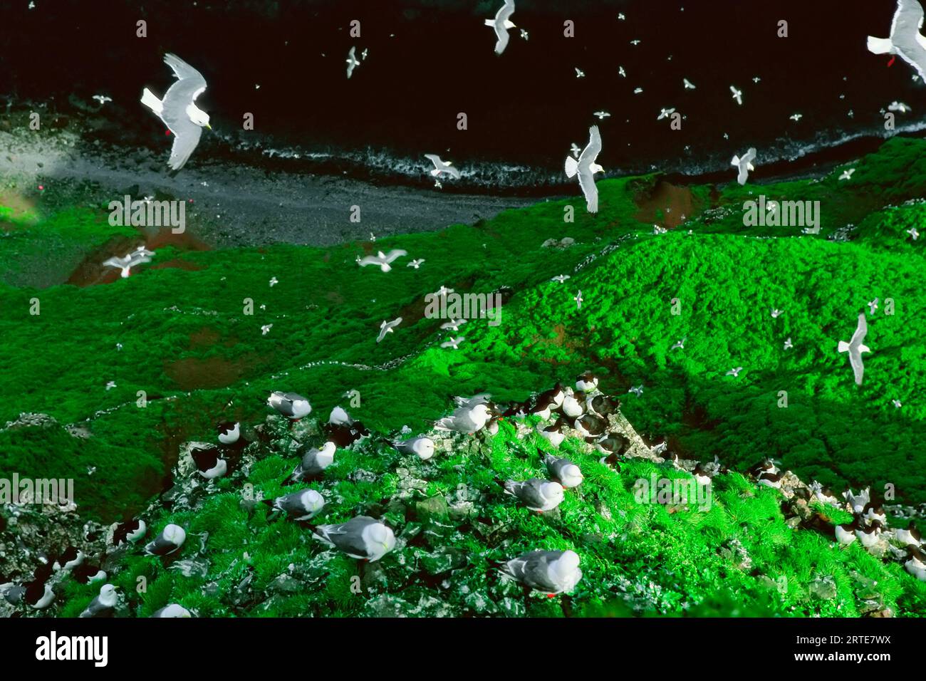 Saint george island alaska hi-res stock photography and images - Alamy