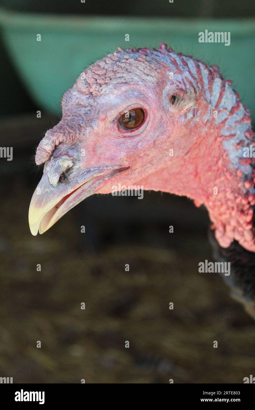 Female turkeys hi-res stock photography and images - Alamy