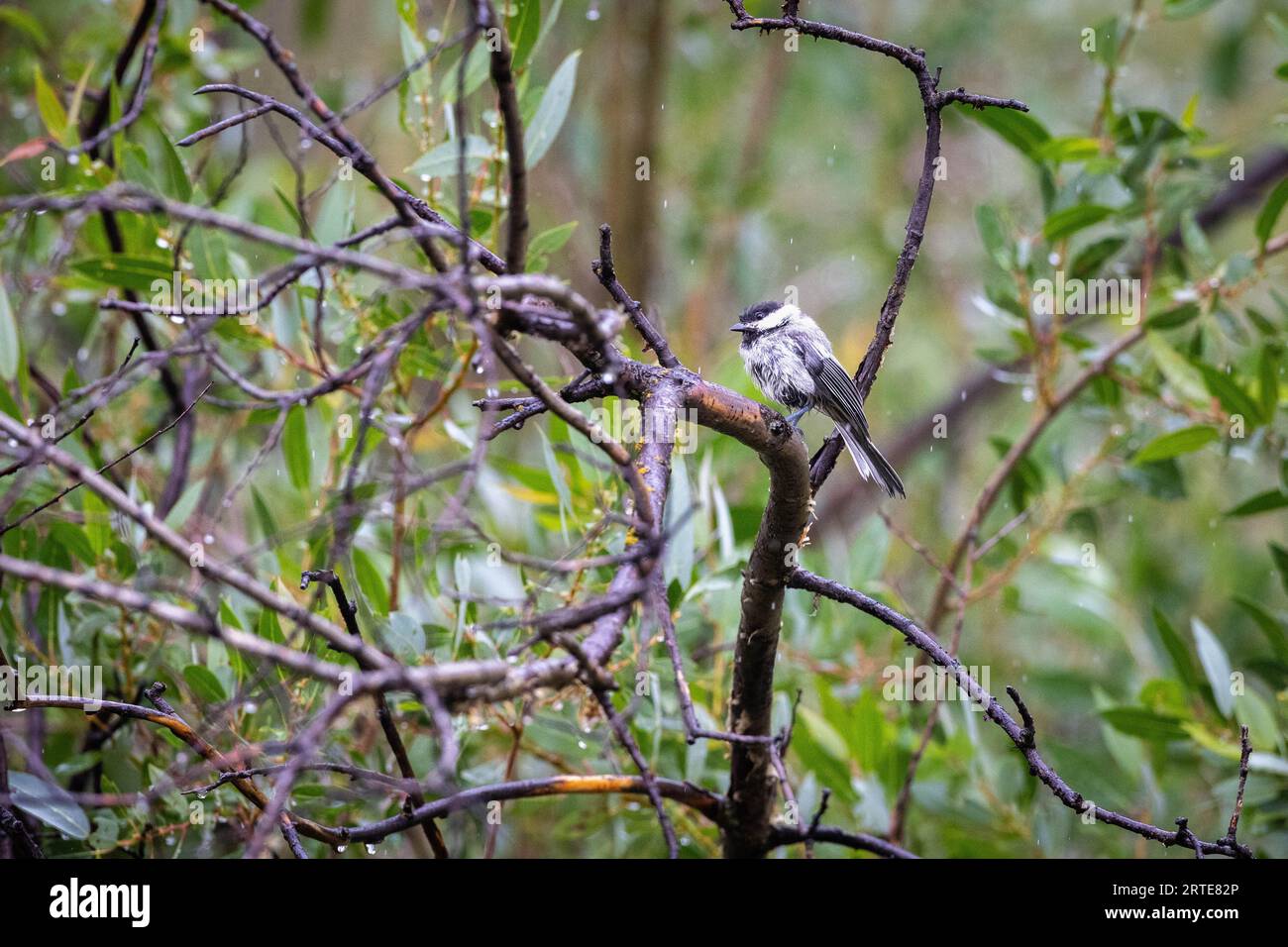 A black-capped chickadee standing on a perch on a branch during a rain ...
