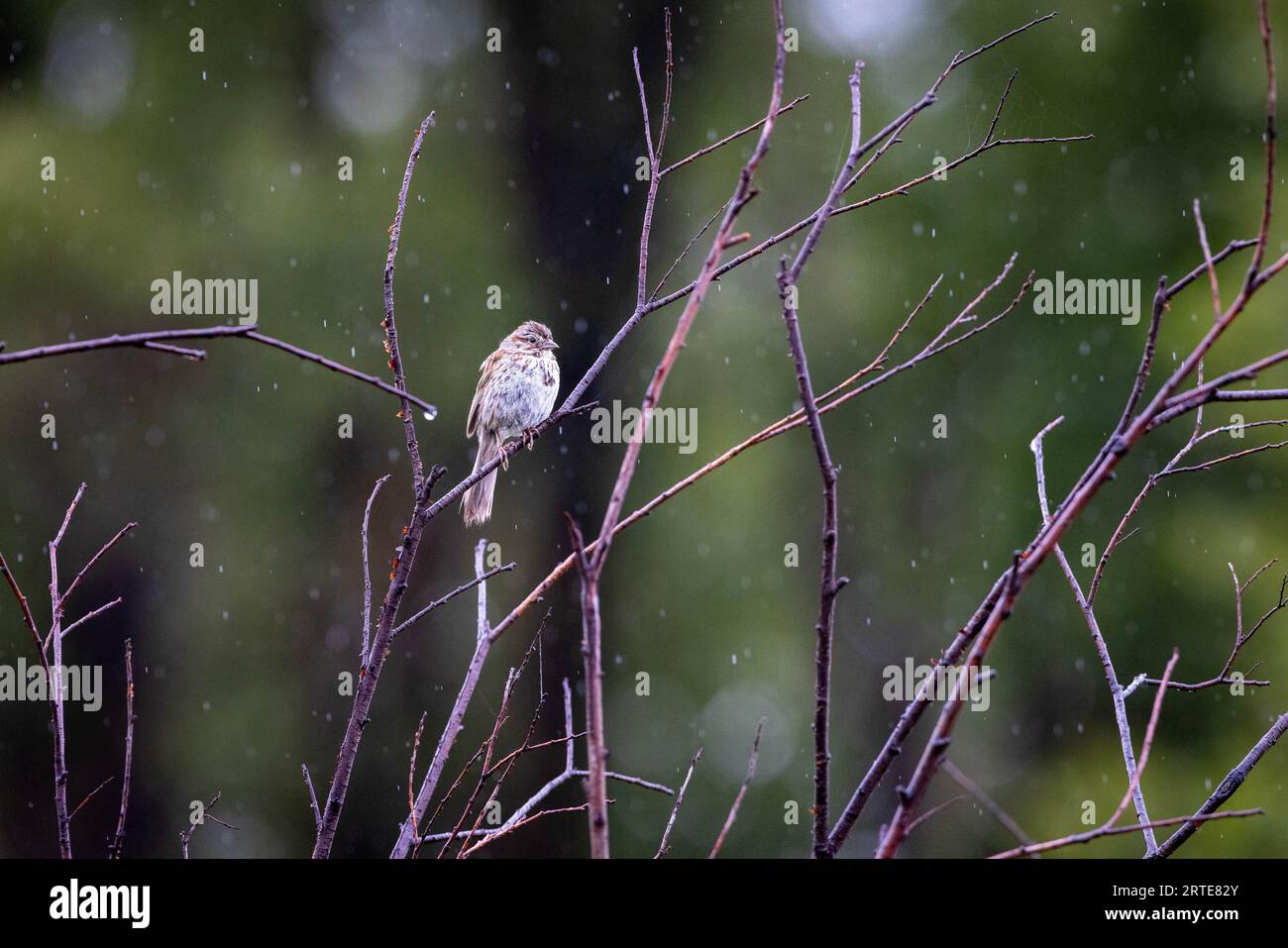 A song sparrow on a perch in a tree during a light rain shower. Emily ...