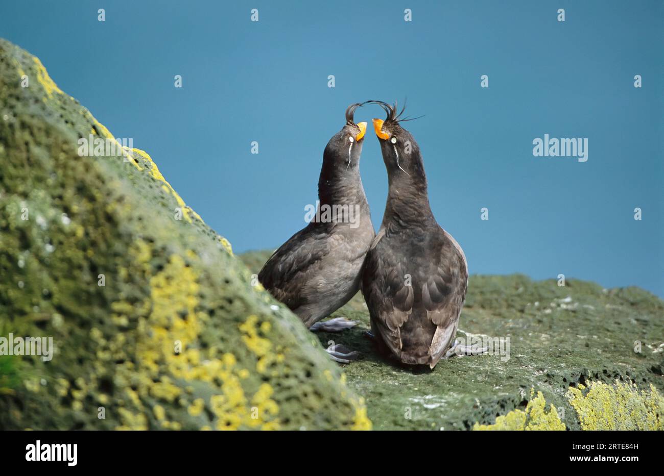 Pair of crested auklets (Aethia cristatella) in their breeding plumage ...