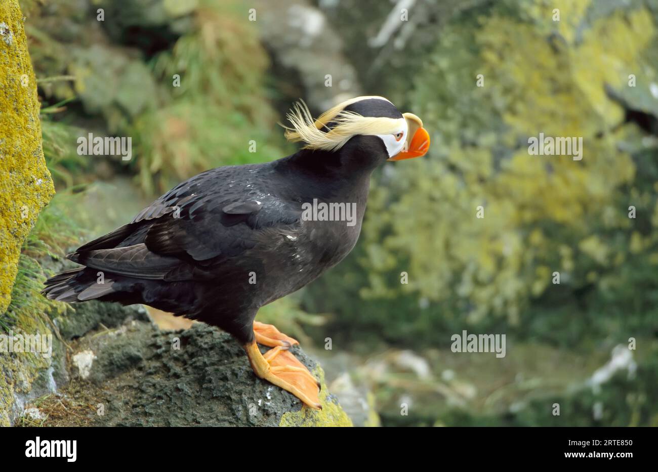 Crested puffin hi-res stock photography and images - Alamy