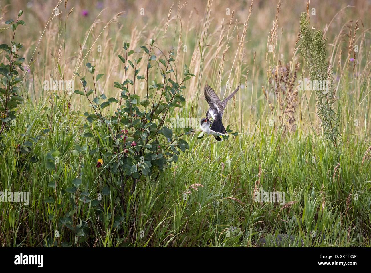 Eastern kingbird in flight hi-res stock photography and images - Alamy