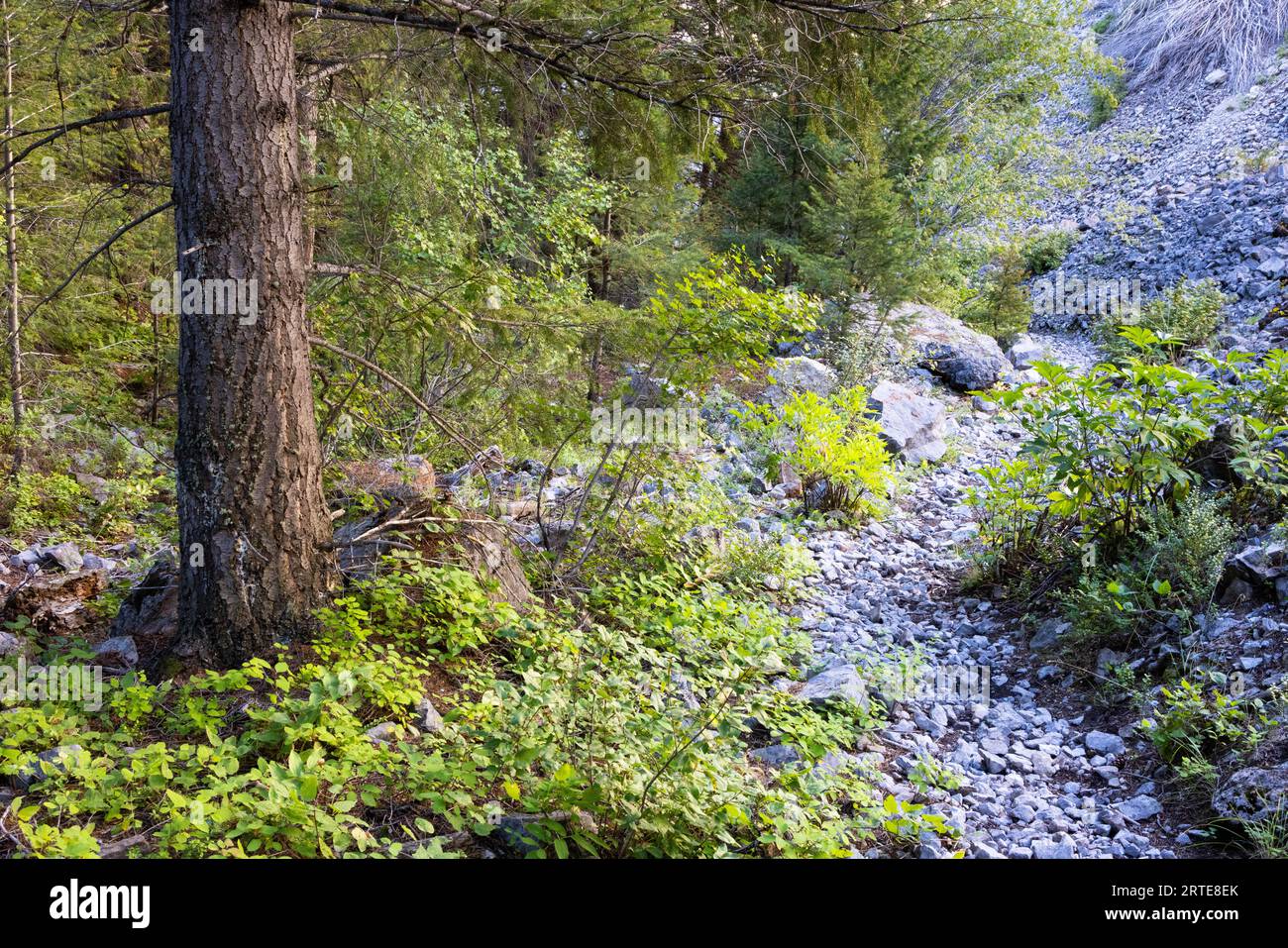 The Woods Canyon Trail winding through a forest and a talus wall. Gros ...