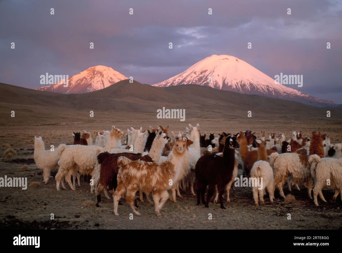 Llama herd (Lama glama) on the desolate landscape of a high desert near ...