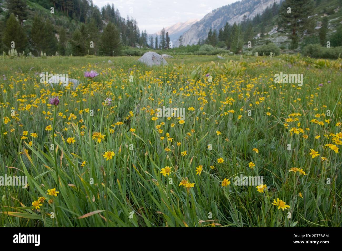 Wildflowers growing in King Canyon National Park, California, USA ...