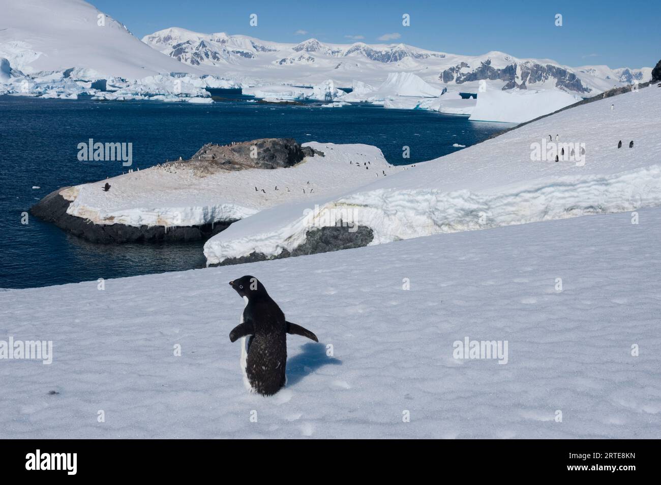 Adelie penguin (Pygoscelis adeliae) on the Antarctic Peninsula, near ...