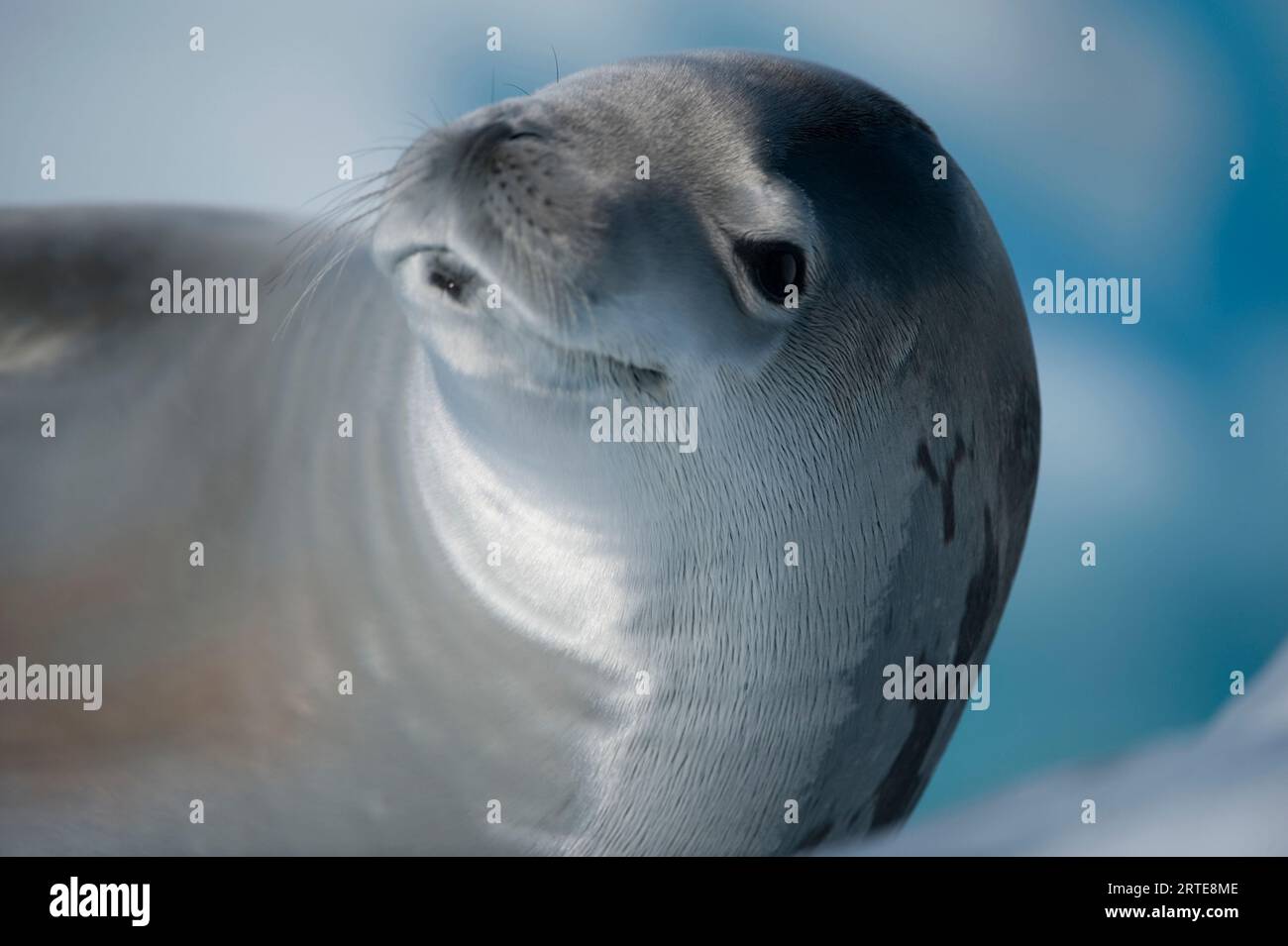 Close-up portrait of a Crabeater seal (Lobodon carcinophagus) resting ...