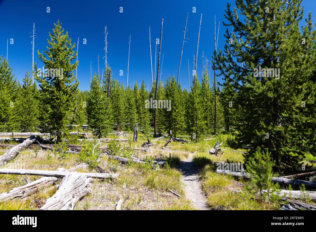 Dead trees leftover from a forest fire rising above a young forest ...