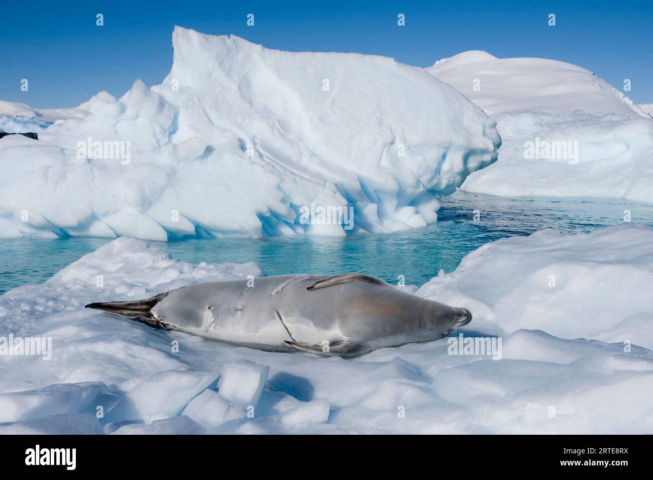 Crabeater seal (Lobodon carcinophagus) resting on ice on the Antarctic ...