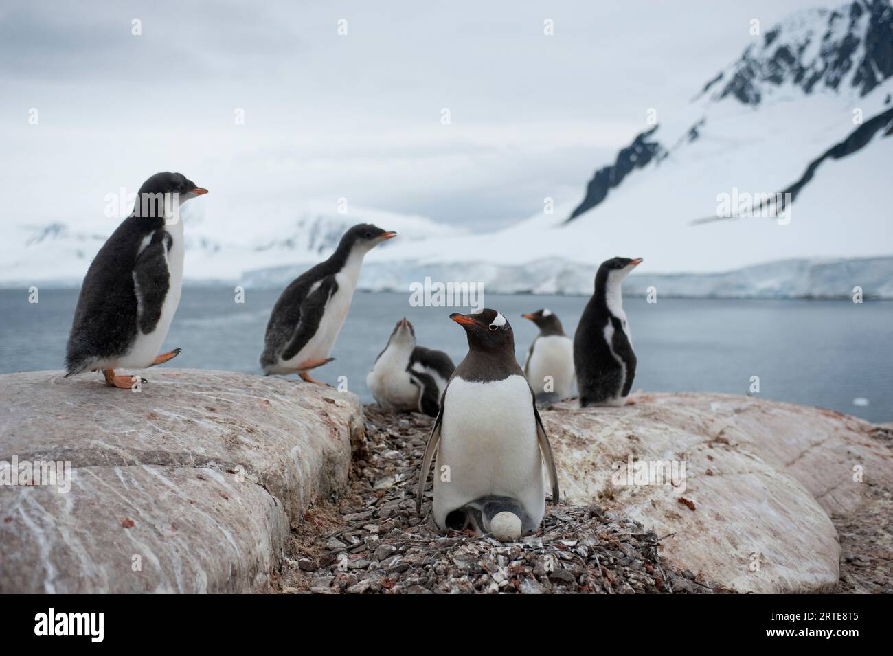 With gentoo penguins and snow by the shoreline hi-res stock photography ...