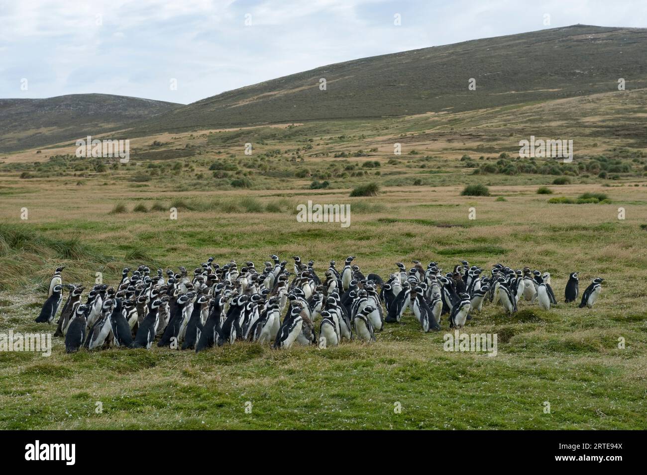 Group of Magellanic penguins (Spheniscus magellanicus) on Carcass ...