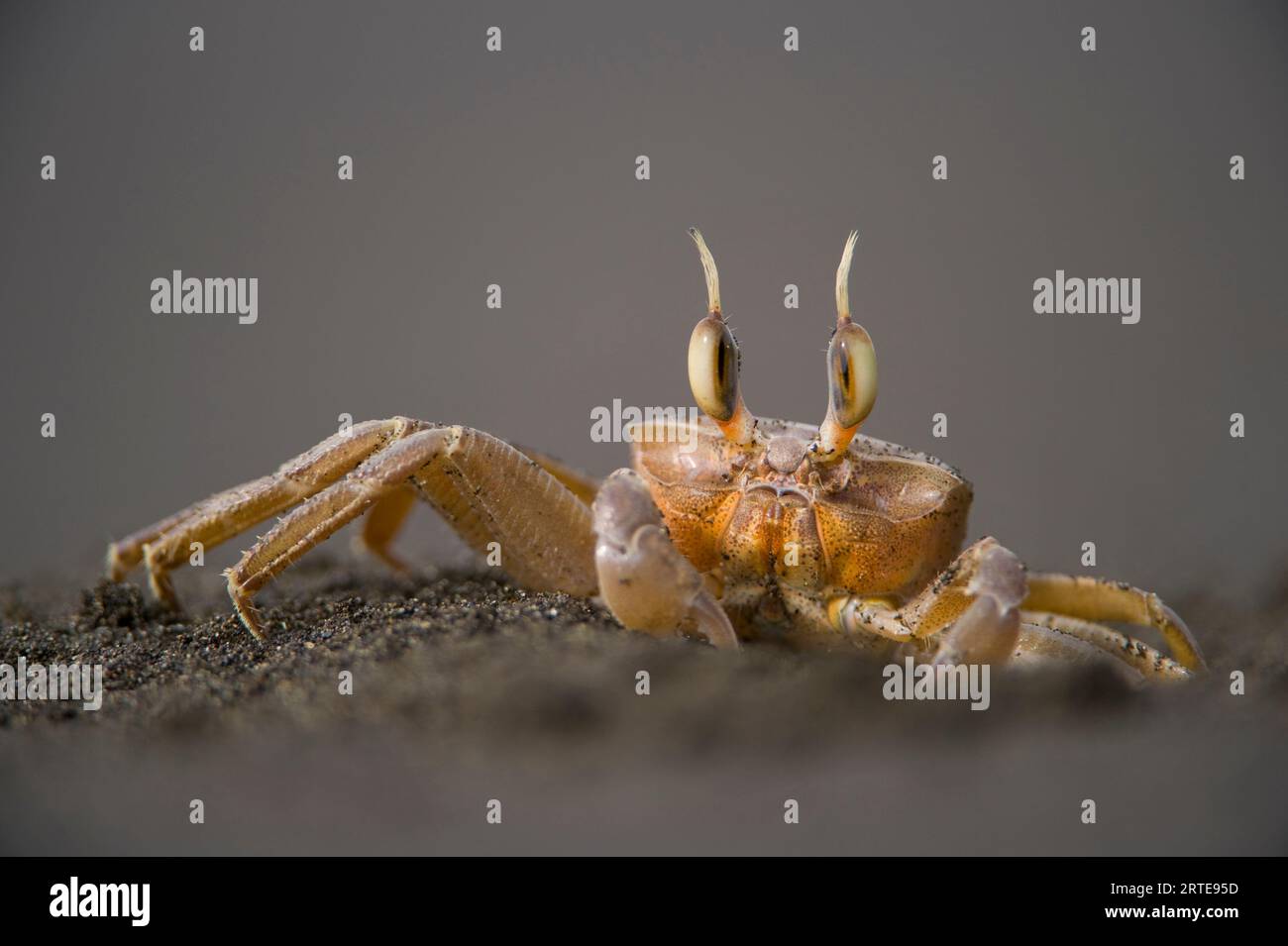 Close-up portrait of a Ghost crab (Ocypode cursor) on a sandy beach in ...