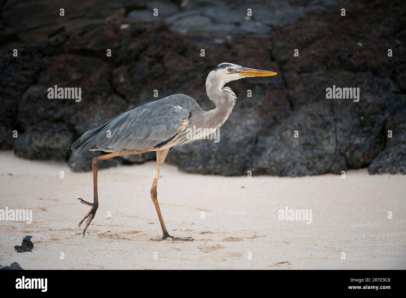Great blue heron (Ardea herodias) walking on a white sand beach in ...
