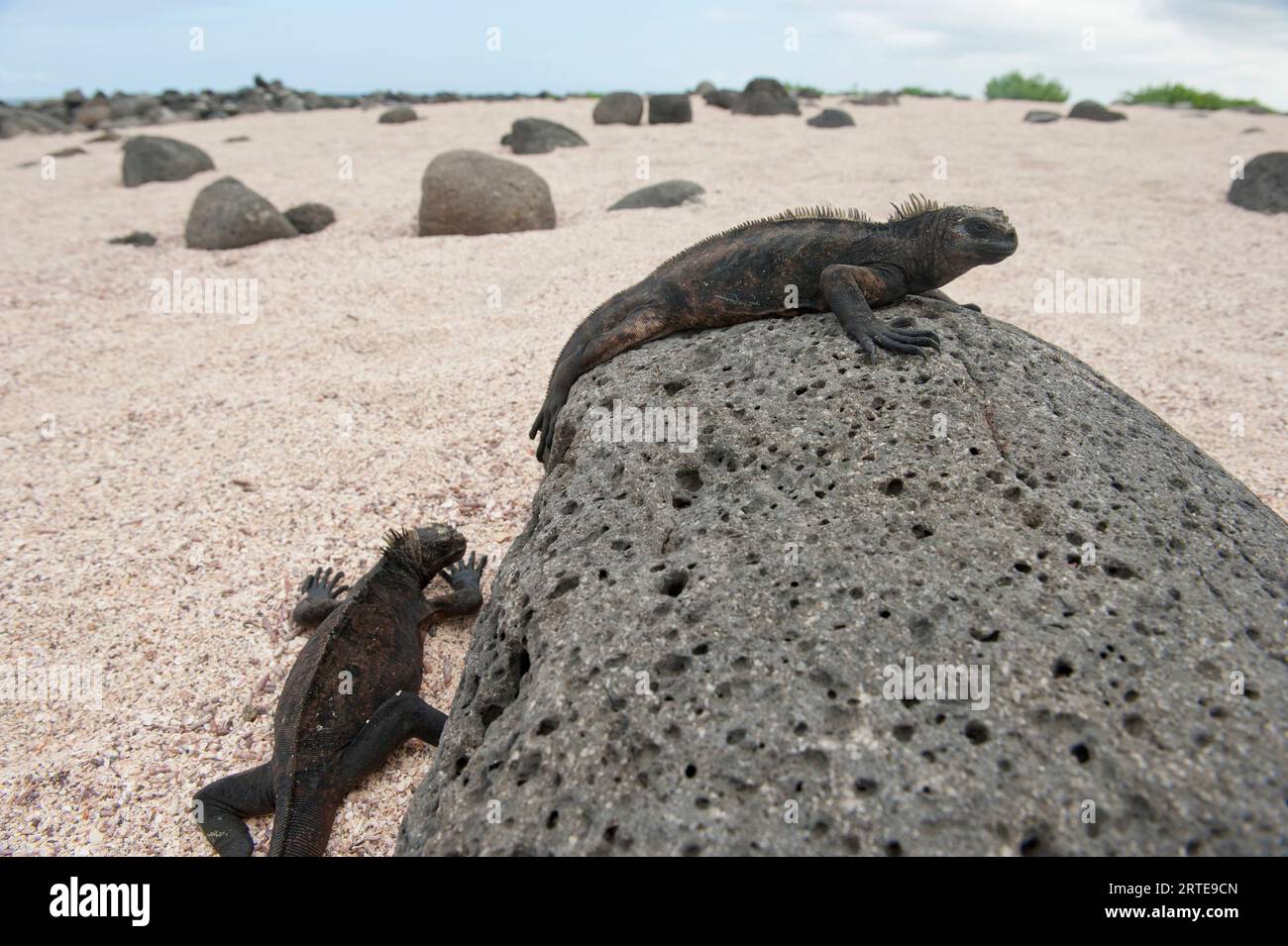 Rare Marine iguanas (Amblyrhynchus cristatus) warm themselves on lava ...