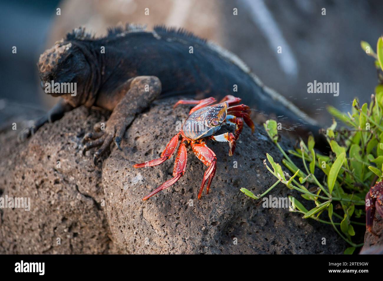 Rare Marine iguana (Amblyrhynchus Cristatus) with a Sally lightfoot ...
