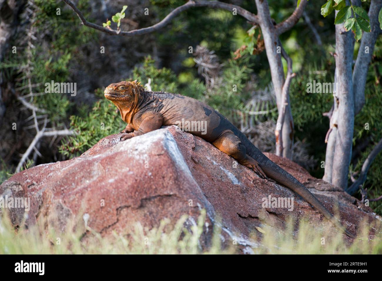 Close view of a Galapagos land iguana (Conolophus subcristatus) in ...