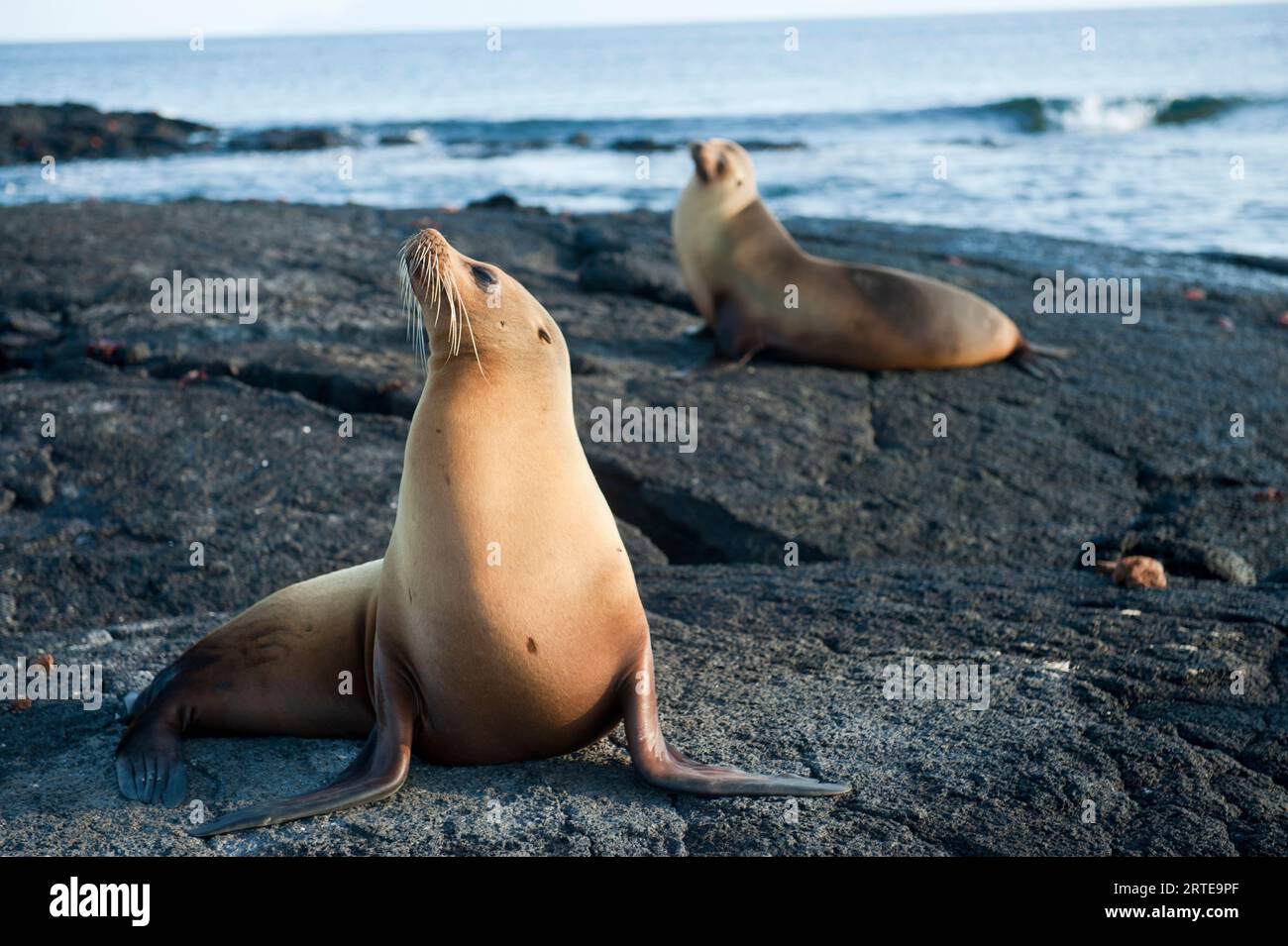 Endangered Galapagos sea lions (Zalophus wollebaeki) on Fernandina ...