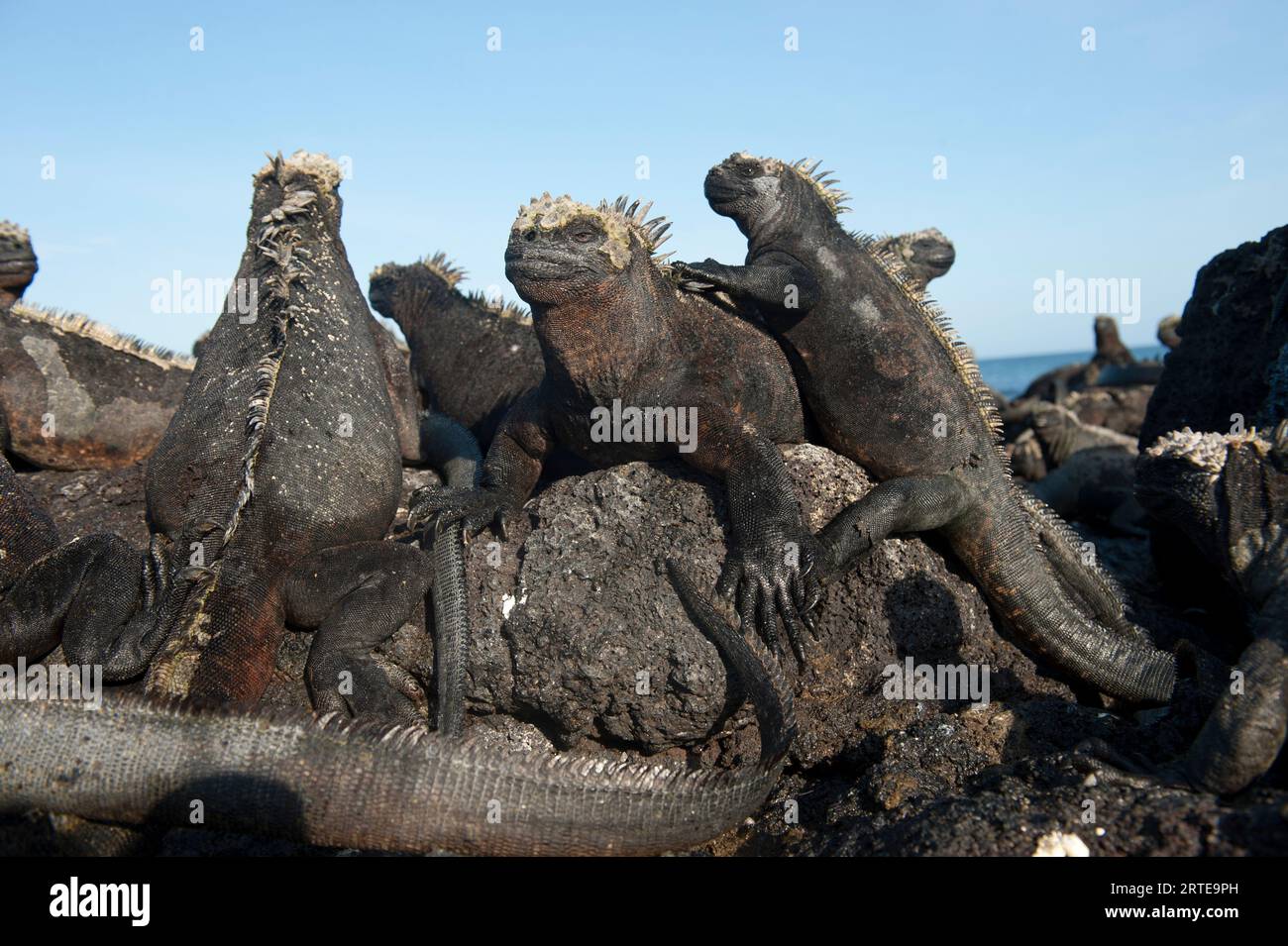 Rare Marine iguanas (Amblyrhynchus cristatus) warm themselves on lava ...