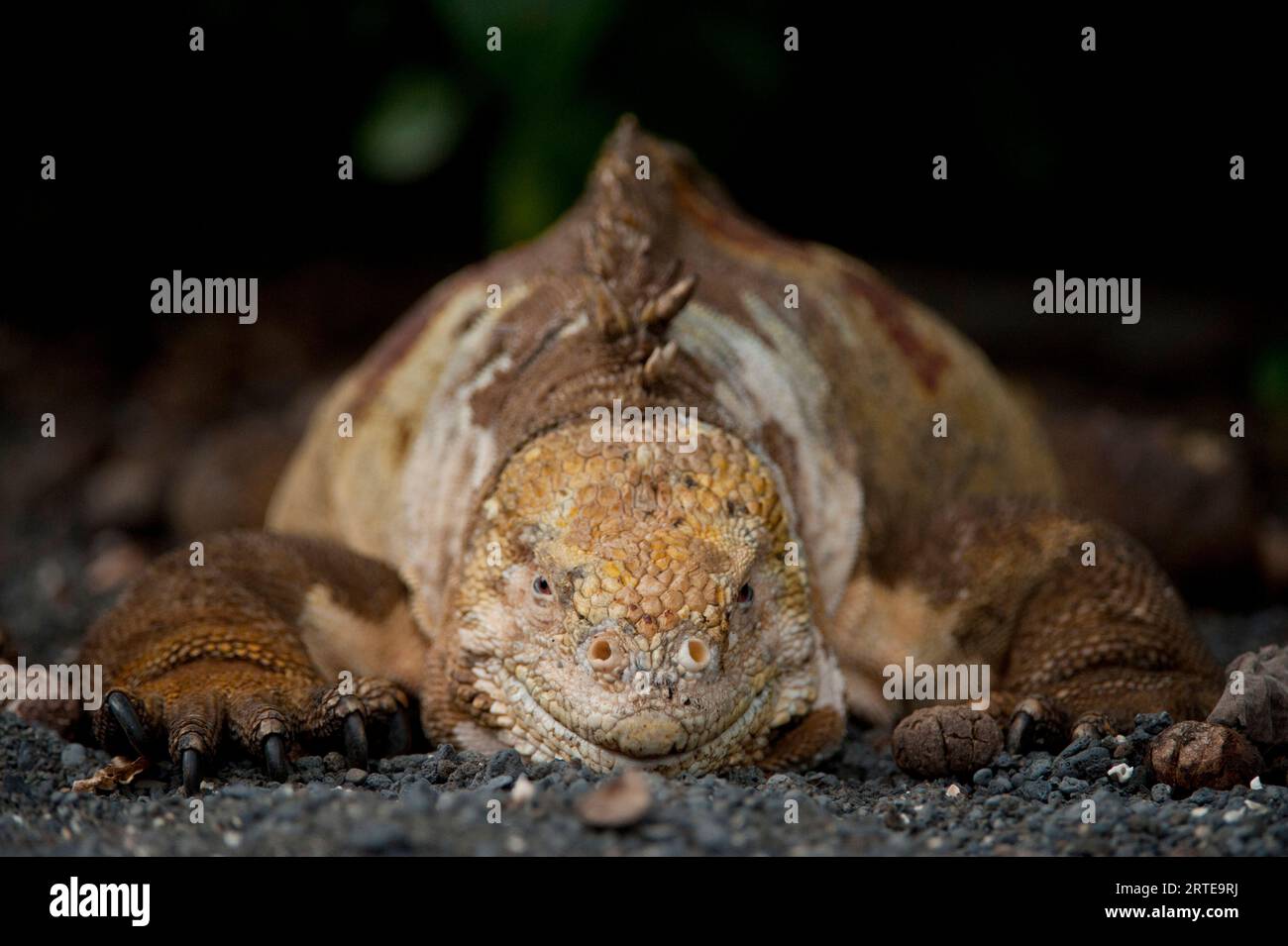 Close-up portrait of a Galapagos land iguana (Conolophus subcristatus ...