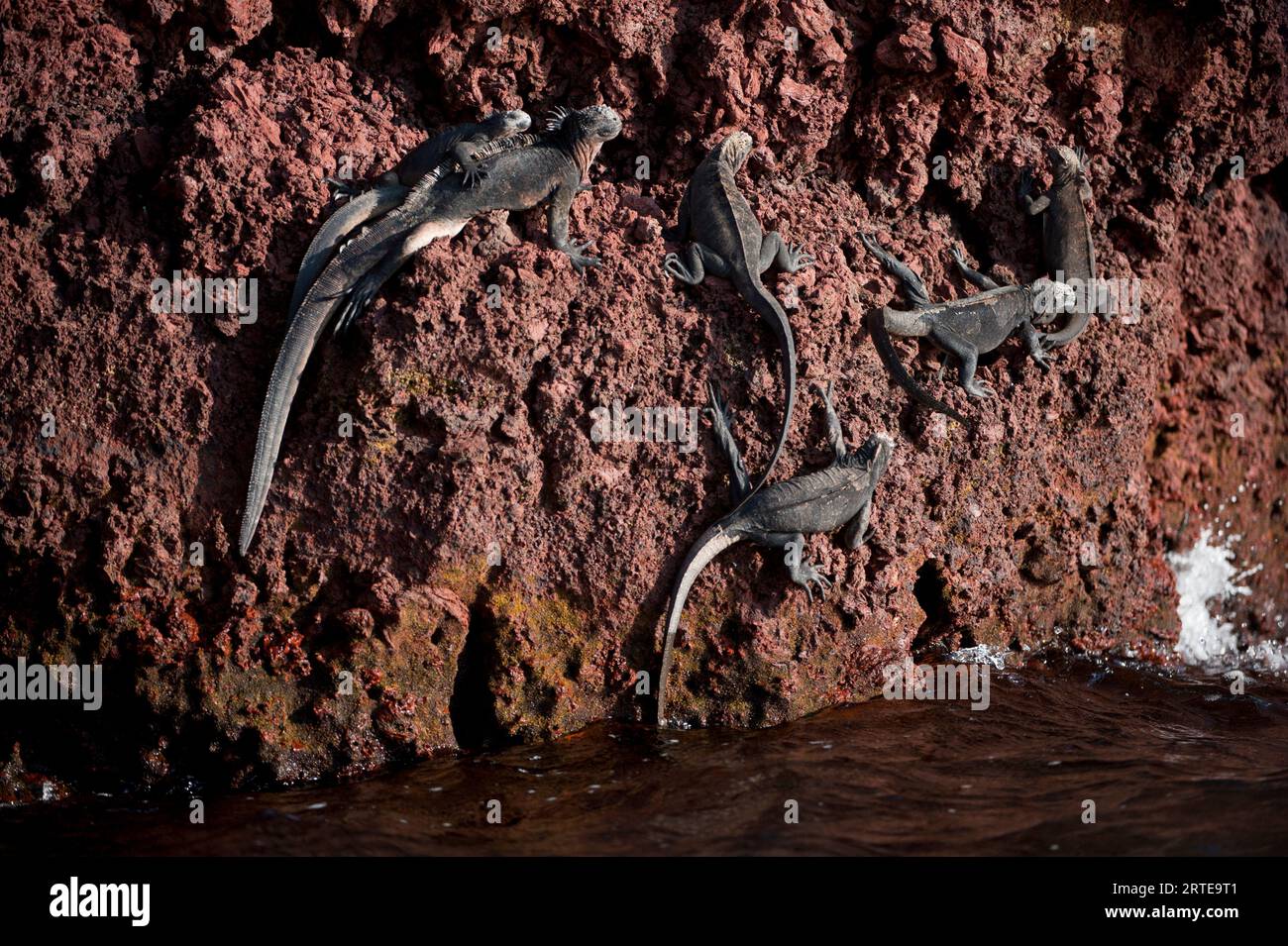 Marine iguanas (Amblyrhynchus cristatus) climb on volcanic rock in ...