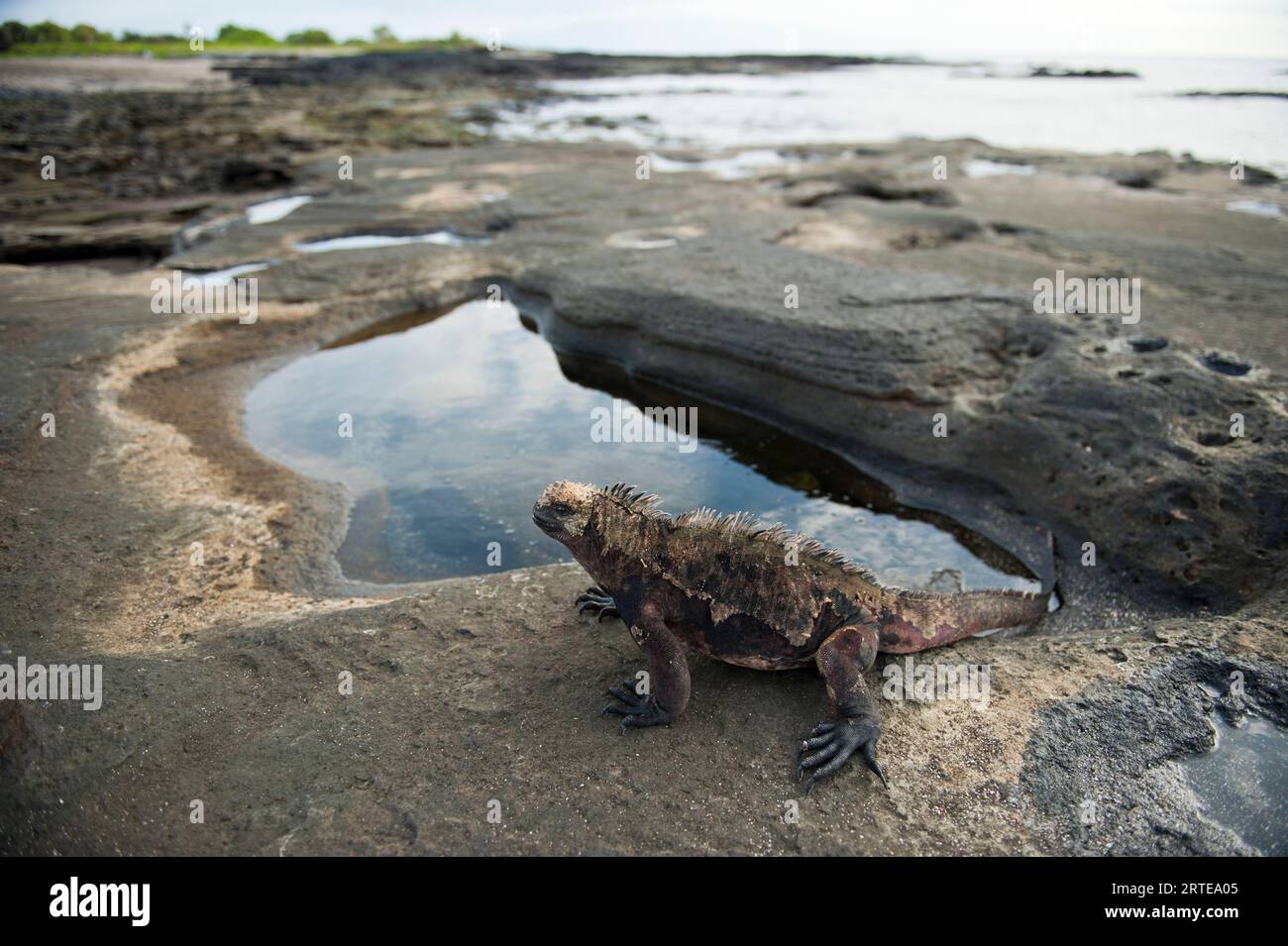 Marine iguana (Amblyrhynchus cristatus) on Santiago Island in Galapagos ...