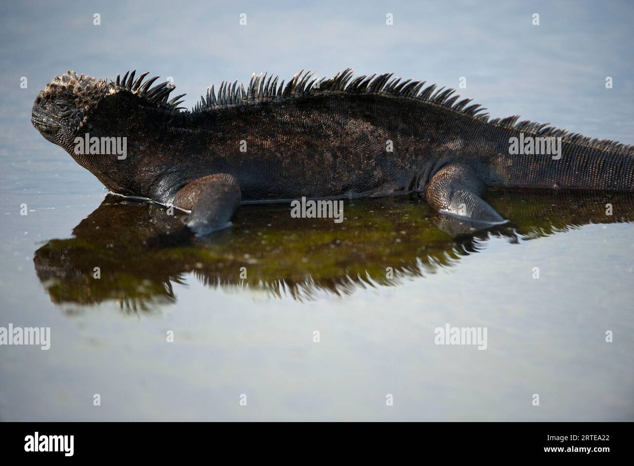 Marine iguana (Amblyrhynchus cristatus) and its reflection on the water ...